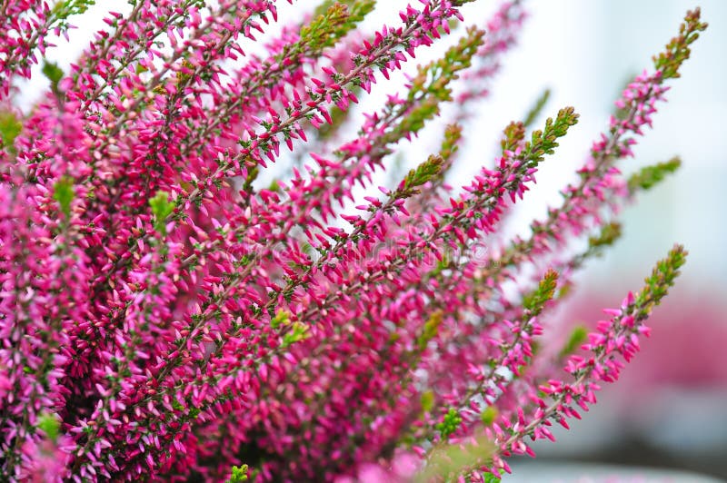 Calluna Comune Dell'erica Vulgaris Piccola Pianta Della Foresta Del ...