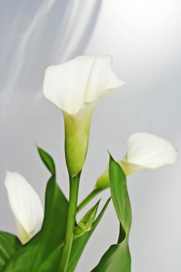 Fiori del Calla immagine stock. Immagine di fiori, fiore - 12878555