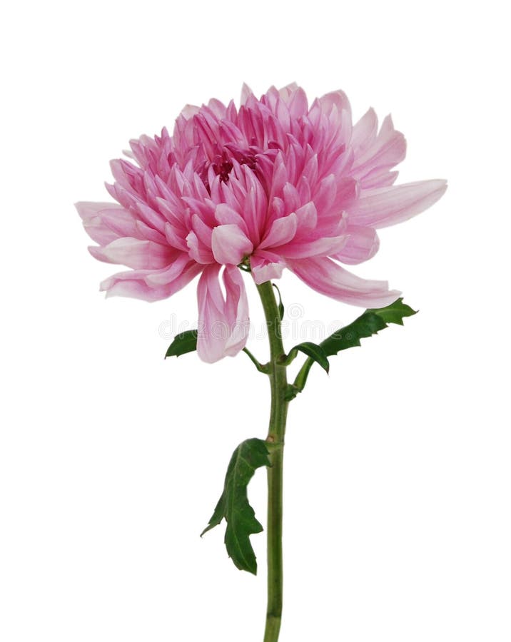 Fiori di crisantemo fotografia stock. Immagine di estate - 26448948