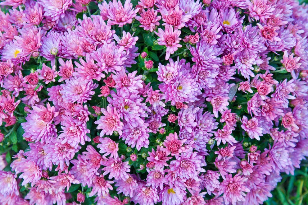 Fiori del crisantemo fotografia stock. Immagine di chiusura - 41327496