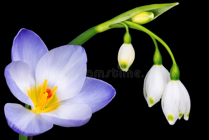 Fiori Del Croco E Di Bucaneve Della Primavera Immagine Stock - Immagine ...