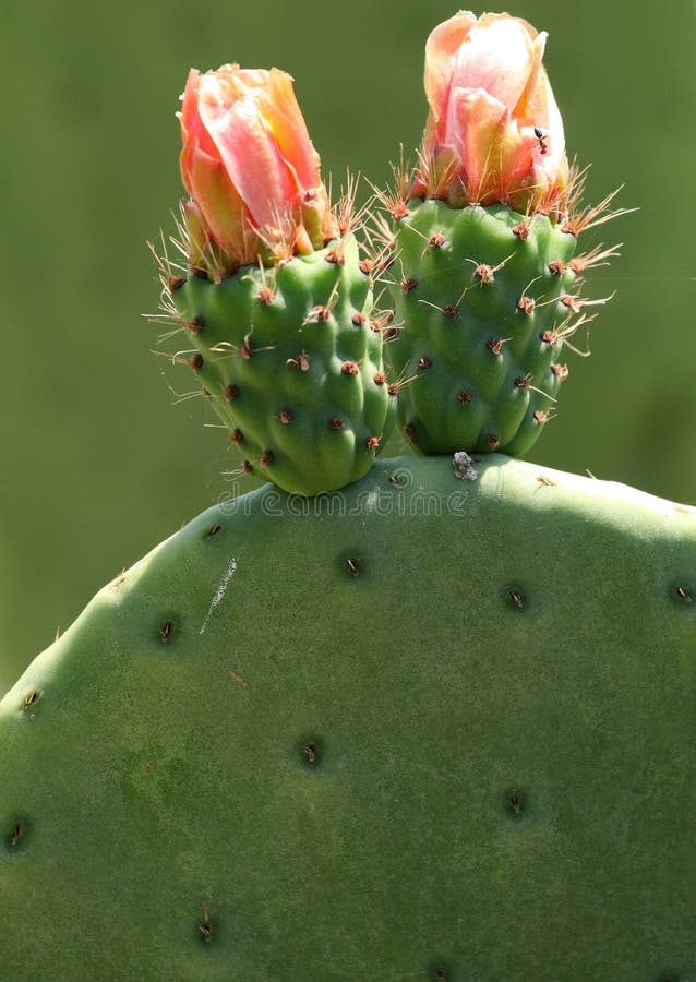 Fiori del fico d'India immagine stock. Immagine di fiore - 14400117