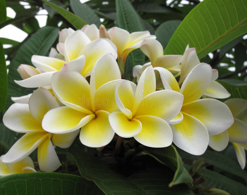 Fiori Del Frangipane (plumeria) Immagine Stock - Immagine di fresco ...