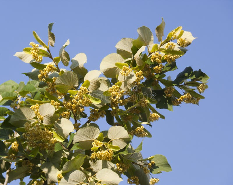 Commiphora Wightii, Con Nomi Comuni Bdellium-tree Indiano O Mukul Myrrh ...