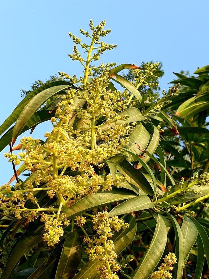 Fiori del mango immagine stock. Immagine di podere, foglio - 7573151