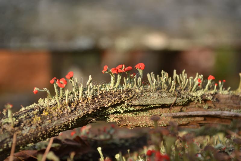 Fiori del muschio fotografia stock. Immagine di rosso - 34510658