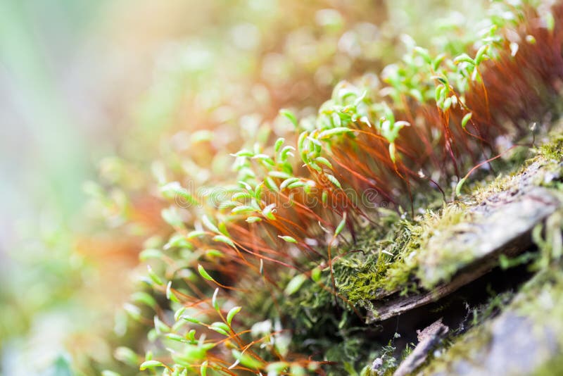 Fiori del muschio fotografia stock. Immagine di rosso - 34510658