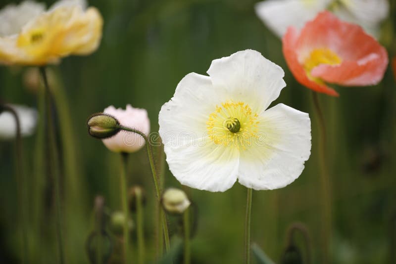Papavero Viola fotografia stock. Immagine di giardino - 14797448