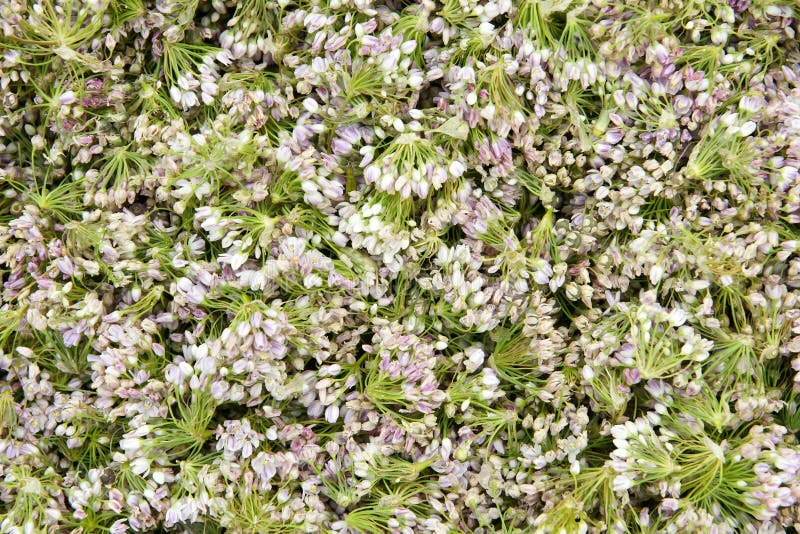 Fiori del porro fotografia stock. Immagine di porro, nave - 20708168