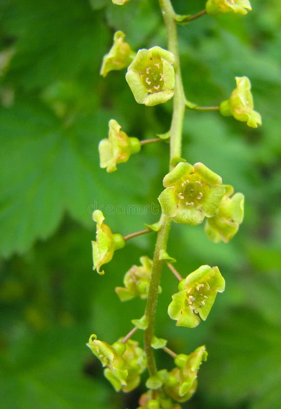 Fiori del ribes nero immagine stock. Immagine di nave - 54305451