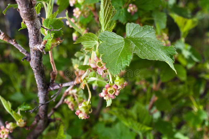 Fiori del ribes nero fotografia stock. Immagine di orizzontale - 54857018