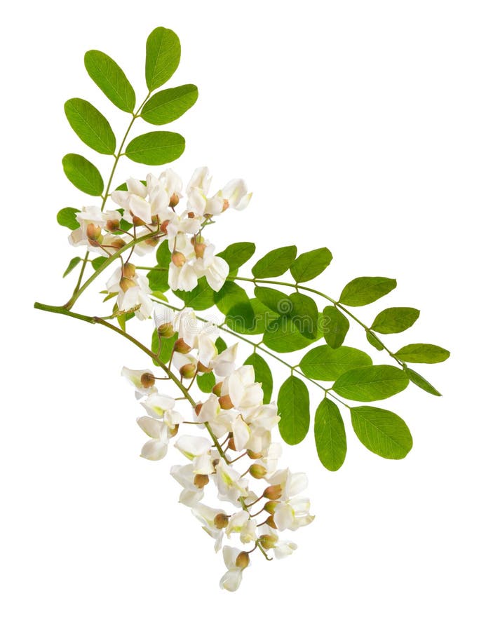 I Fiori Dell'albero Di Robinia Pseudoacacia, Sanno Come Locusta Nera ...