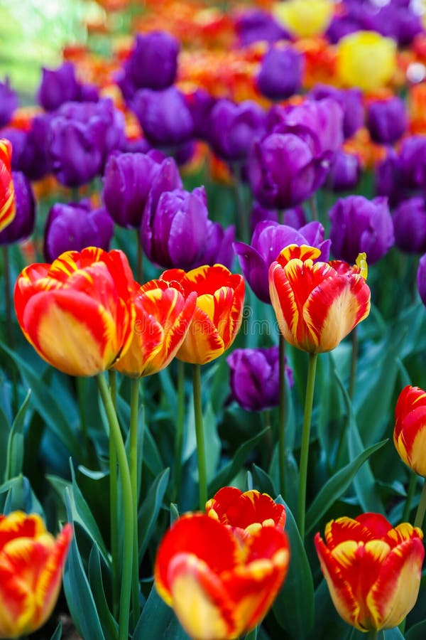 Fiori del tulipano fotografia stock. Immagine di floreale - 30501906