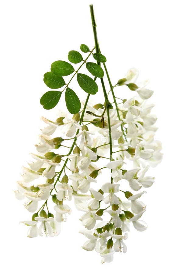 Fiori dell'acacia fotografia stock. Immagine di sfondo - 40936498