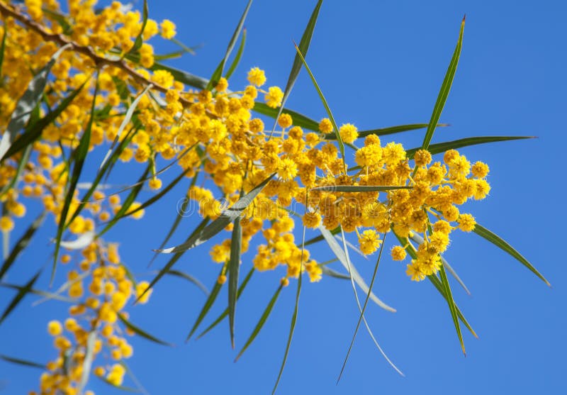 Fiore Di Giallo Dell'acacia Dorata Di Pycnantha Dell'acacia Fotografia ...