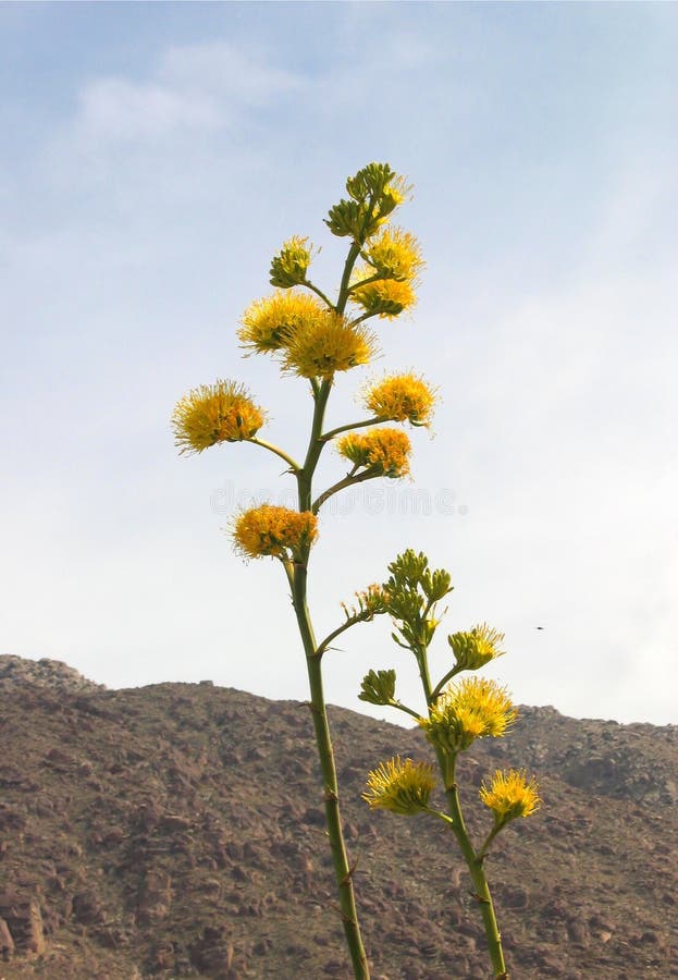 Fiore Di Un'agave Su Una Priorità Bassa Del Cielo Blu Fotografia Stock ...