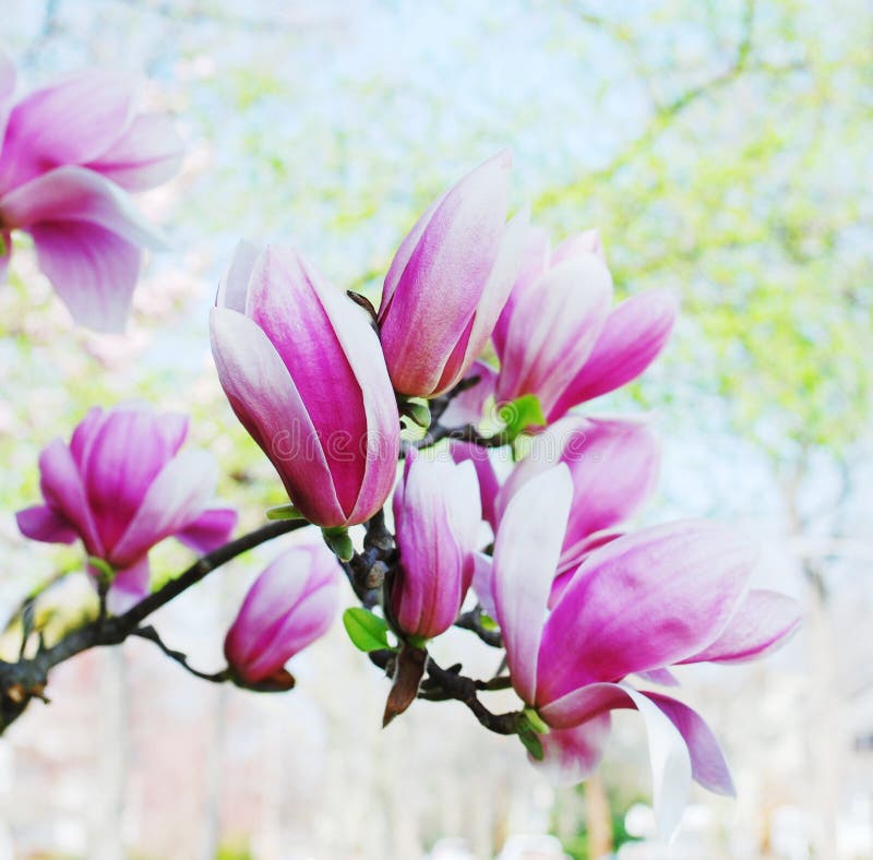 Fiori di magnolia immagine stock. Immagine di telaio - 29699587