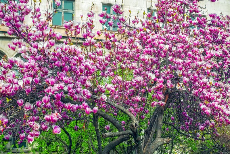 Fiori Dell'albero Della Magnolia in Primavera Immagine Stock - Immagine ...