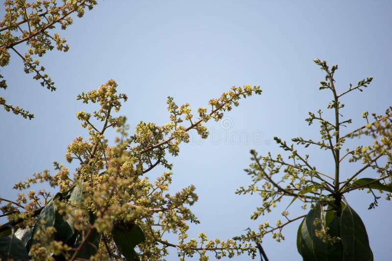 Fiori Dell'albero Di Mango Del Fiore Del Mango Fotografia Stock ...