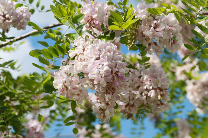 Fiori Rosa Dell'acacia Sul Fondo Del Cielo Blu Immagine Stock ...