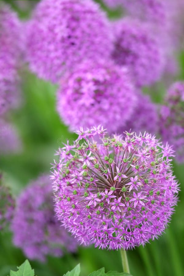 Fiore dell'aglio fotografia stock. Immagine di brattea - 15168036