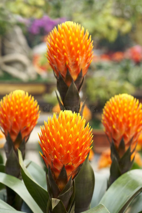 Fiori dell'ananas fotografia stock. Immagine di nave - 17981046