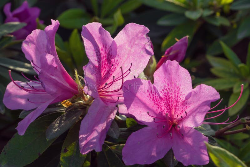 Fiori Dell'azalea in Fioritura Fotografia Stock - Immagine di macro ...