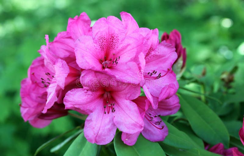 Fiori Dell'azalea in Fioritura Immagine Stock - Immagine di azalee ...