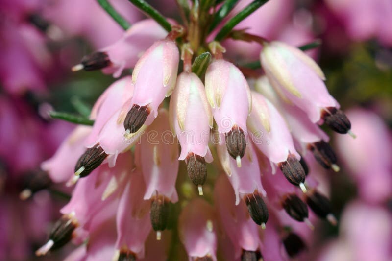 Fiori dell'erica viola immagine stock. Immagine di chiusura - 51719463