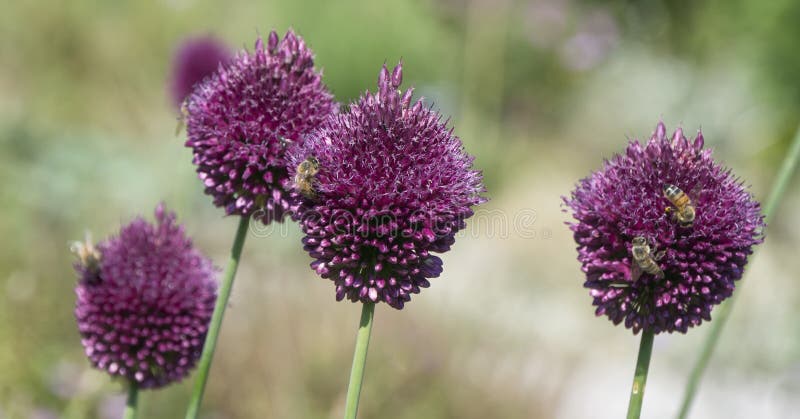 Fiori della cipolla rossa immagine stock. Immagine di botanico - 26051109