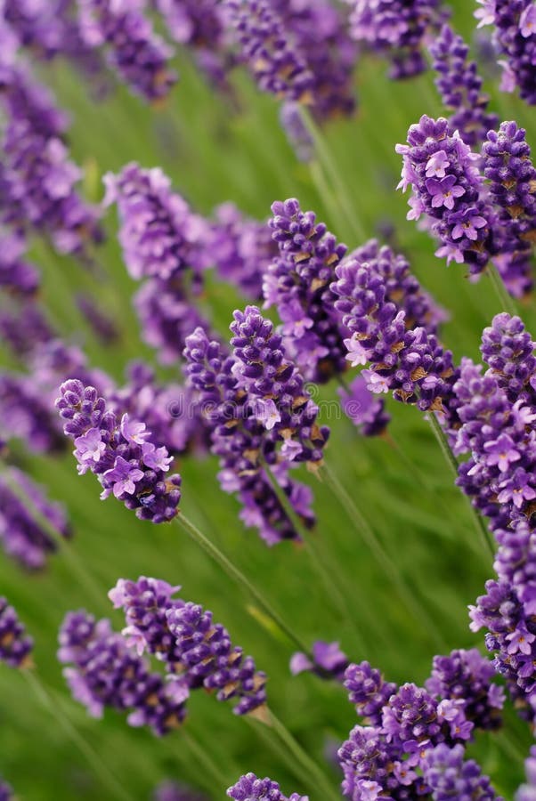 Fiori di lavanda fotografia stock. Immagine di botanico - 12110066