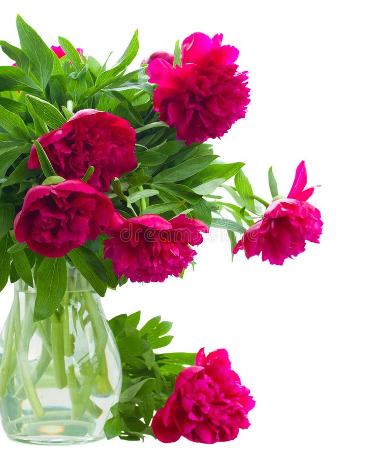 Fiori Della Peonia in Vaso Con Il Contenitore Di Regalo Fotografia ...