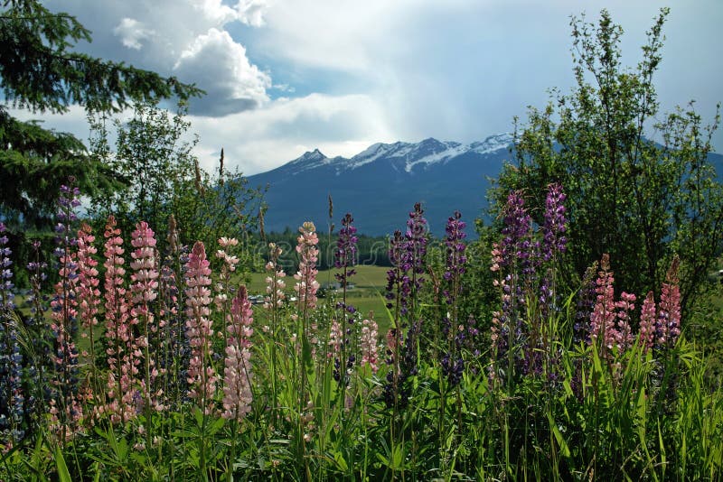 Fiori Della Primavera, BC Strada Principale B.C. Canada Immagine Stock ...