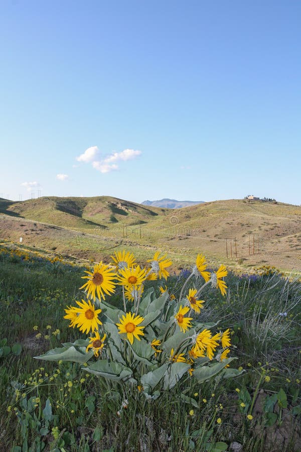 Fiori Di Arrowleaf Balsamroot Su Sage Hills Trail in Wenatchee ...