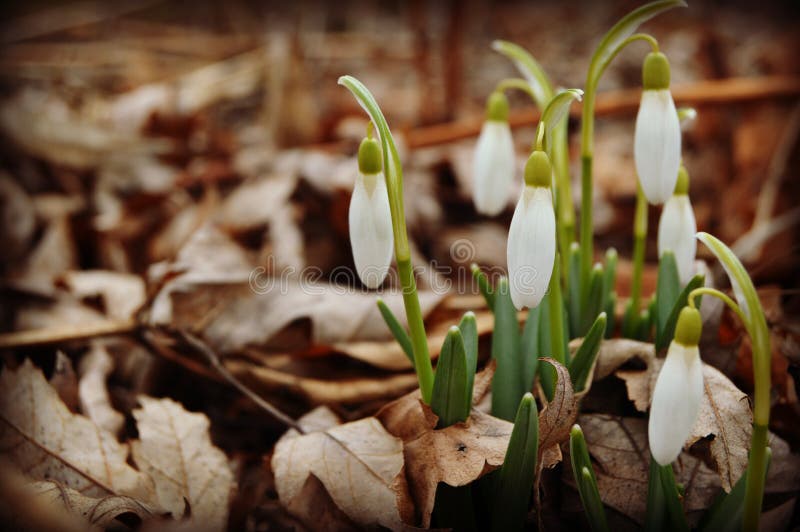 Fiori Di Bucaneve Di Galanthus Immagine Stock - Immagine di guasto ...