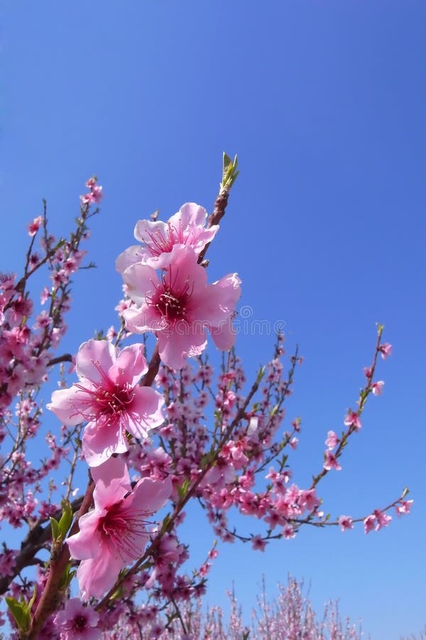 Fiori Di Ciliegia Con Cielo Blu Fotografia Stock - Immagine di macro ...