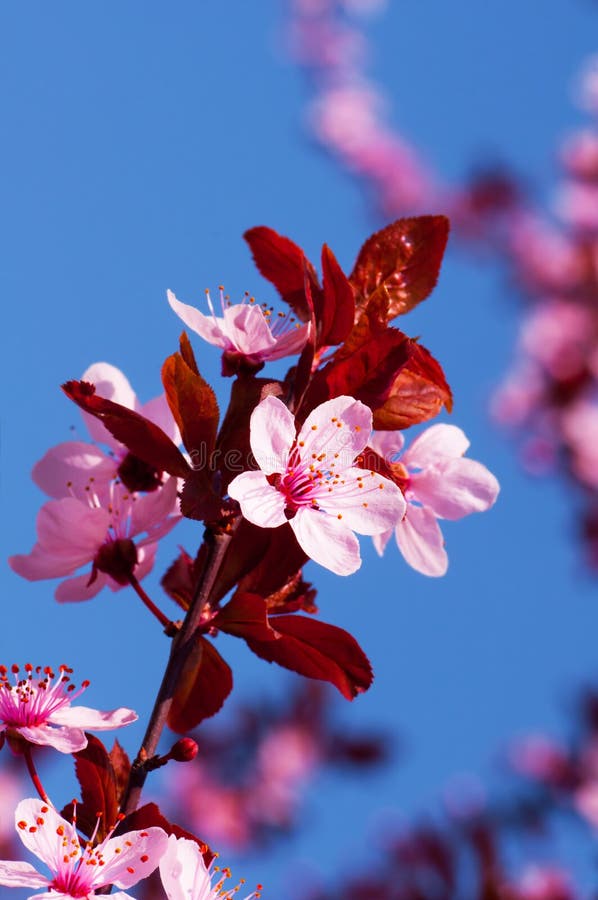 Fiori Di Ciliegia Della Sorgente Immagine Stock - Immagine di fragile ...