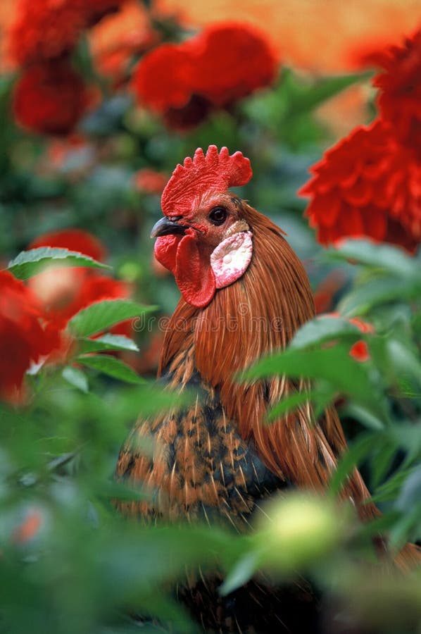 Cockrel immagine stock. Immagine di occhio, spoletta - 84834019