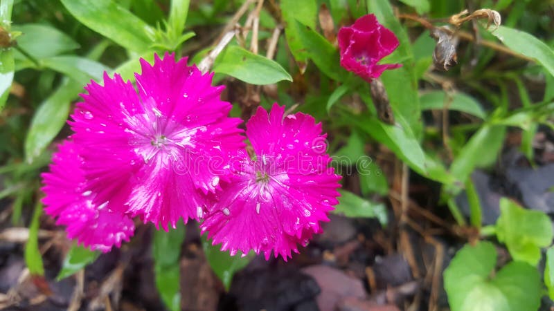 Fiori di colore rosa caldo fotografia stock. Immagine di caldo - 95722942