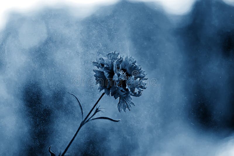 Fiori Di Garofano Brillanti in Blu Classico Fotografia Stock - Immagine ...