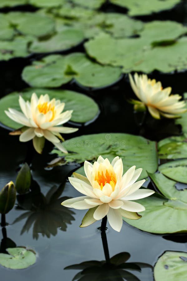 Fiori Di Lotus E Fiore Di Lotus Gialli Immagine Stock - Immagine di ...