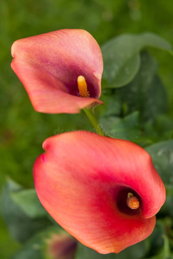 Gigli calla rossi immagine stock. Immagine di flora, bello - 77084615