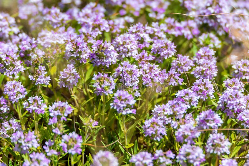 Bello fiore del timo fotografia stock. Immagine di botanico - 86645930
