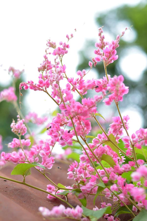 Fiori e api rosa immagine stock. Immagine di immagine - 74547969