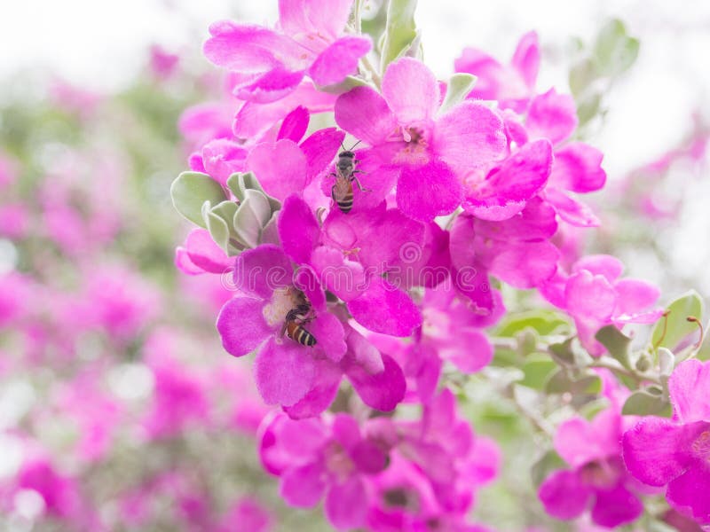 Fiori E Api Rosa Dei Frutescens Di Leucophyllum Fotografia Stock ...