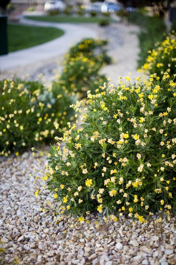 Fiori e cespugli immagine stock. Immagine di estate, giorno - 5374875