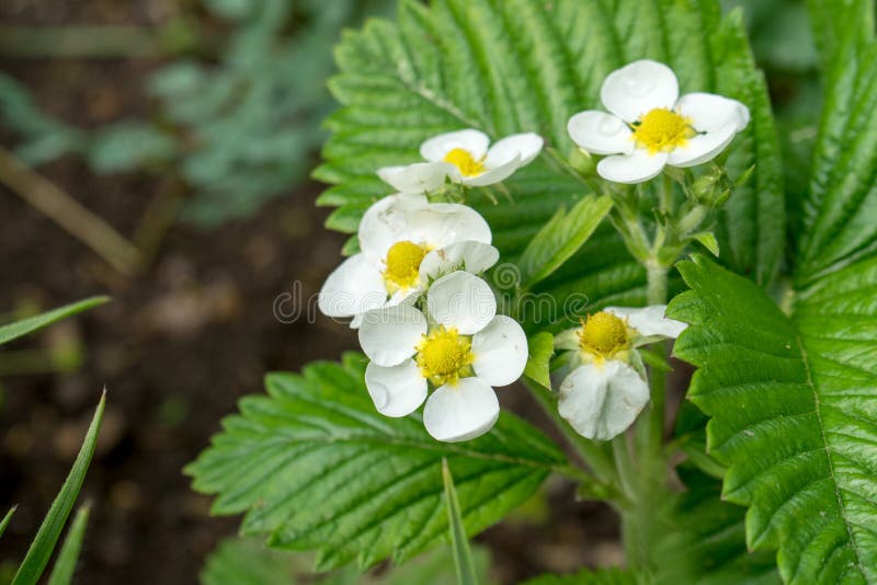 Fiori E Foglie Di Fragole Selvatiche Immagine Stock - Immagine di verde ...