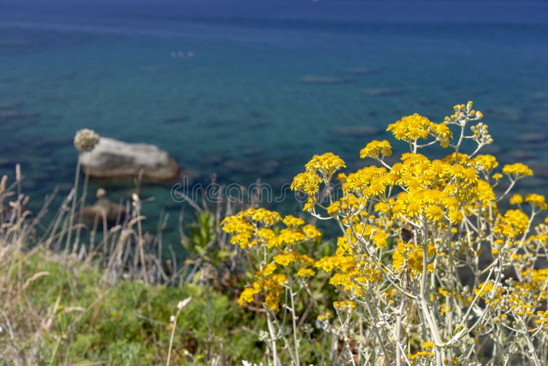 Fiori Gialli E La Spiaggia Sul Mar Mediterraneo. Immagine Stock ...