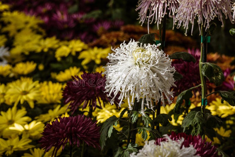 Crisantemo giapponese fotografia stock. Immagine di fiore - 47231998