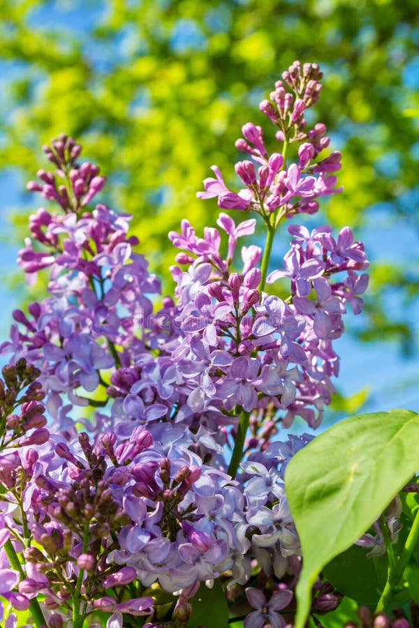 Fiori lilla immagine stock. Immagine di foglio, fogli - 24535185